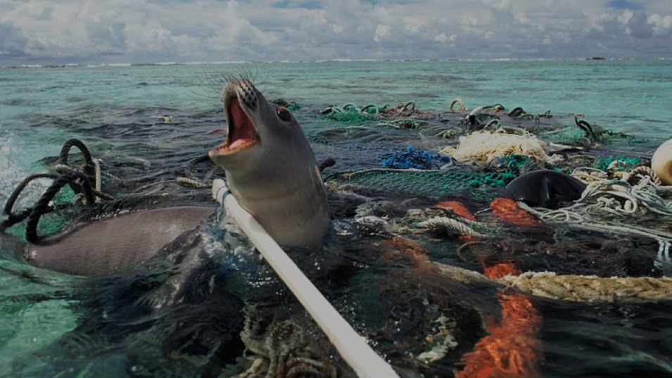 The Great Pacific Garbage Patch Animals